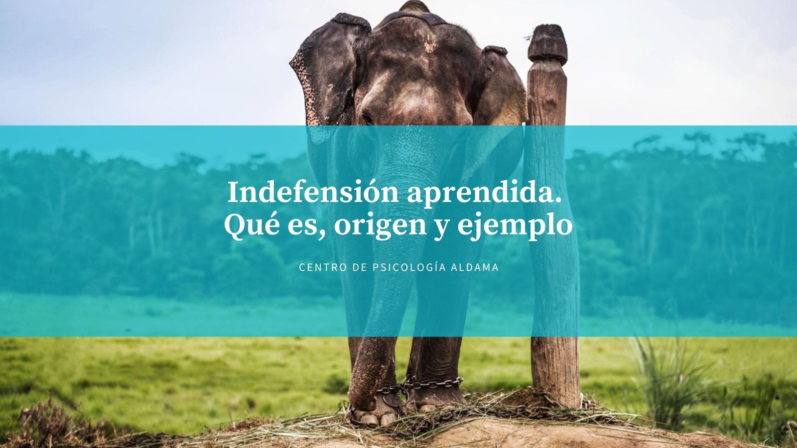 Indefensión aprendida: Qué es y origen